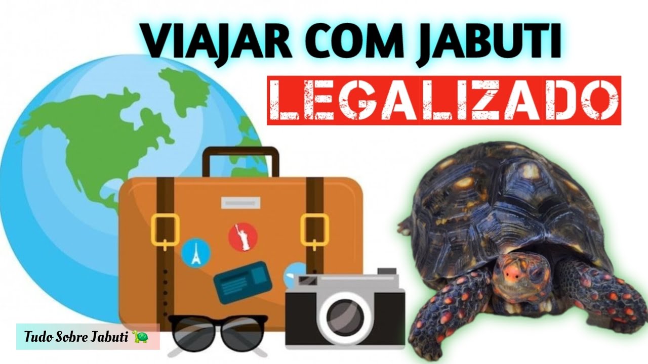 Viajar com Jabuti Legalizado. Como viajar com jabuti corretamente ...