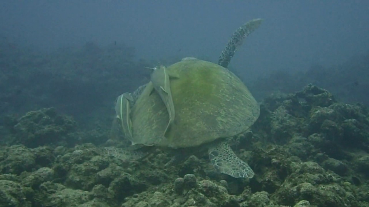 Green Sea Turtles at Uenchi Table Coral Reef Itoman Okinawa Japan - YouTube