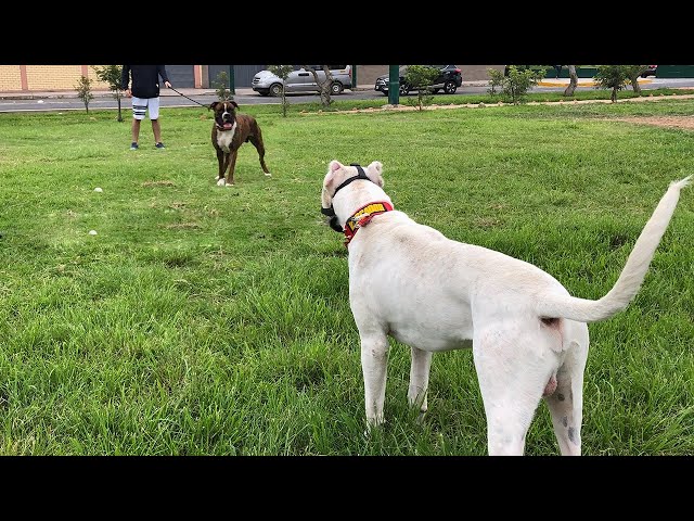 Mezcla De Dogo Argentino Y Boxer Conoce A Frog, La Más Nueva De La