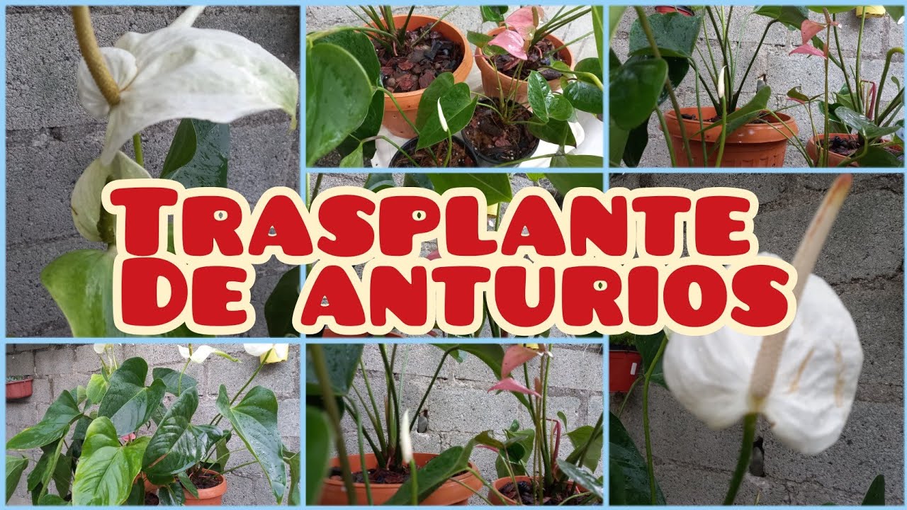 Aprende a trasplantar anturio blanco en casa - YouTube