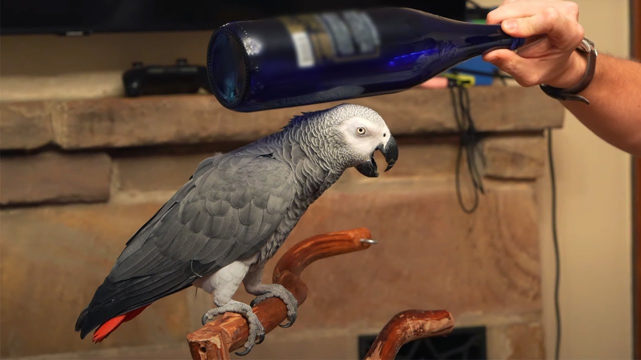New House Stream | Live w/ Apollo the Talking Parrot - YouTube