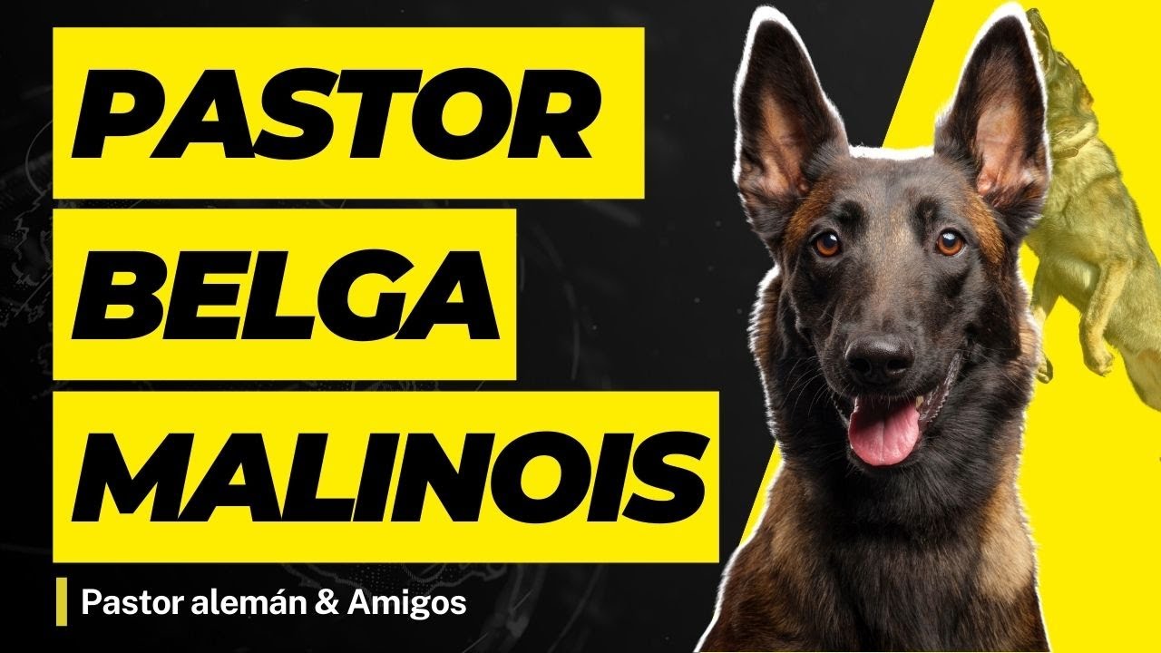 Razas De Perros Policía Pastor Belga Malinois