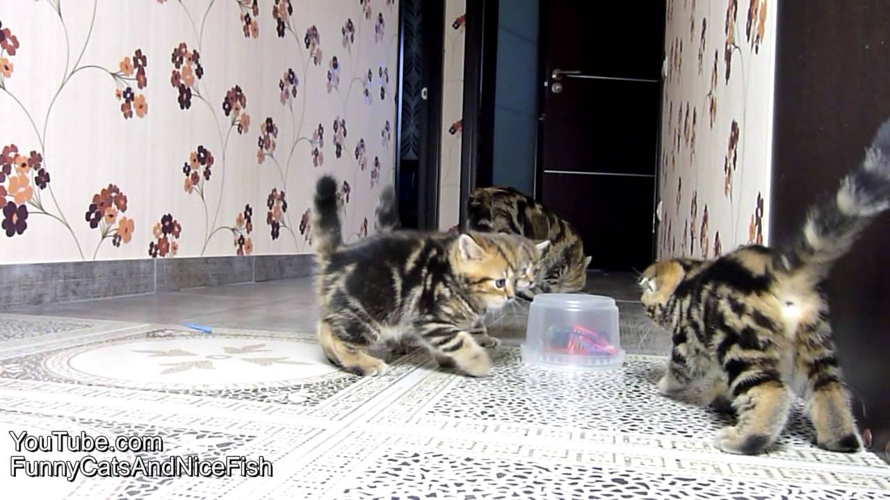 Funny Kittens playing and Clowning around - YouTube