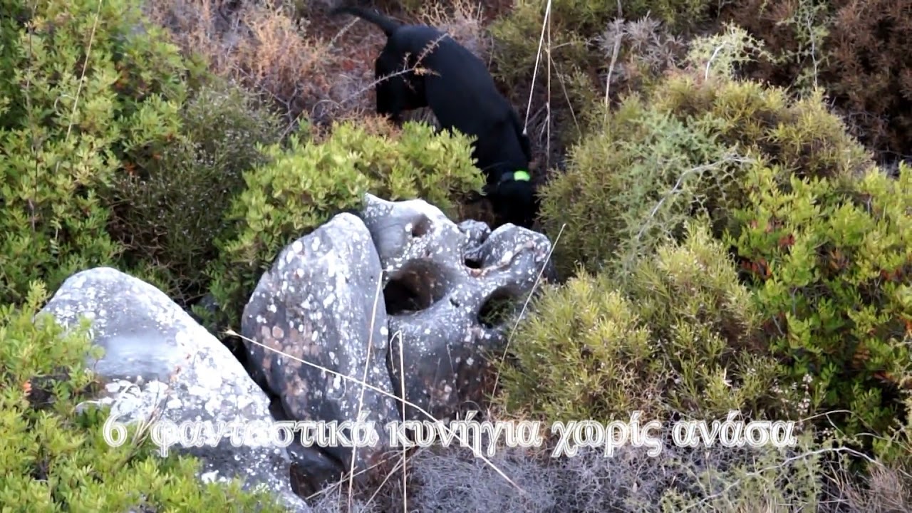 ΚΥΝΗΓΙ ΛΑΓΟΥ ΜΕ ΗΜΙΑΙΜΟΥΣ ΚΑΙ ΕΛΛΗΝΙΚΟΥΣ ΙΧΝΗΛΑΤΕΣ - YouTube