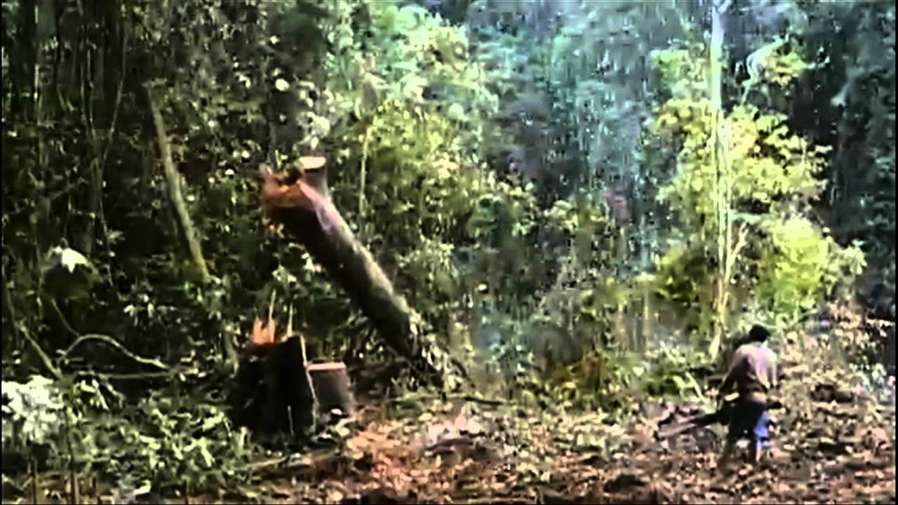 The Forestation - YouTube