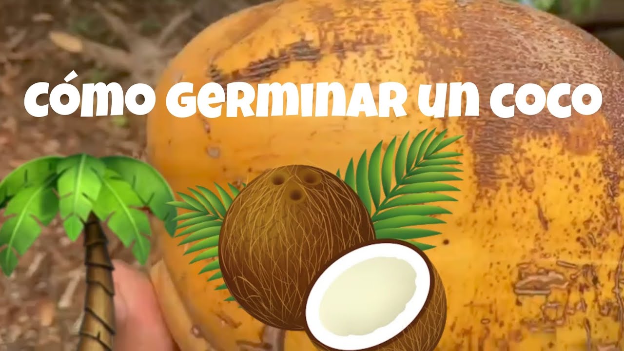 Cómo germinar un coco - YouTube