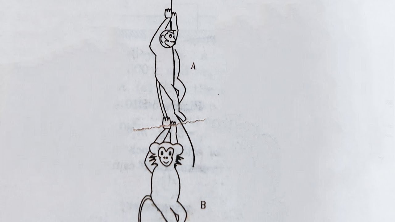 Two monkeys climbing up a rope. - YouTube