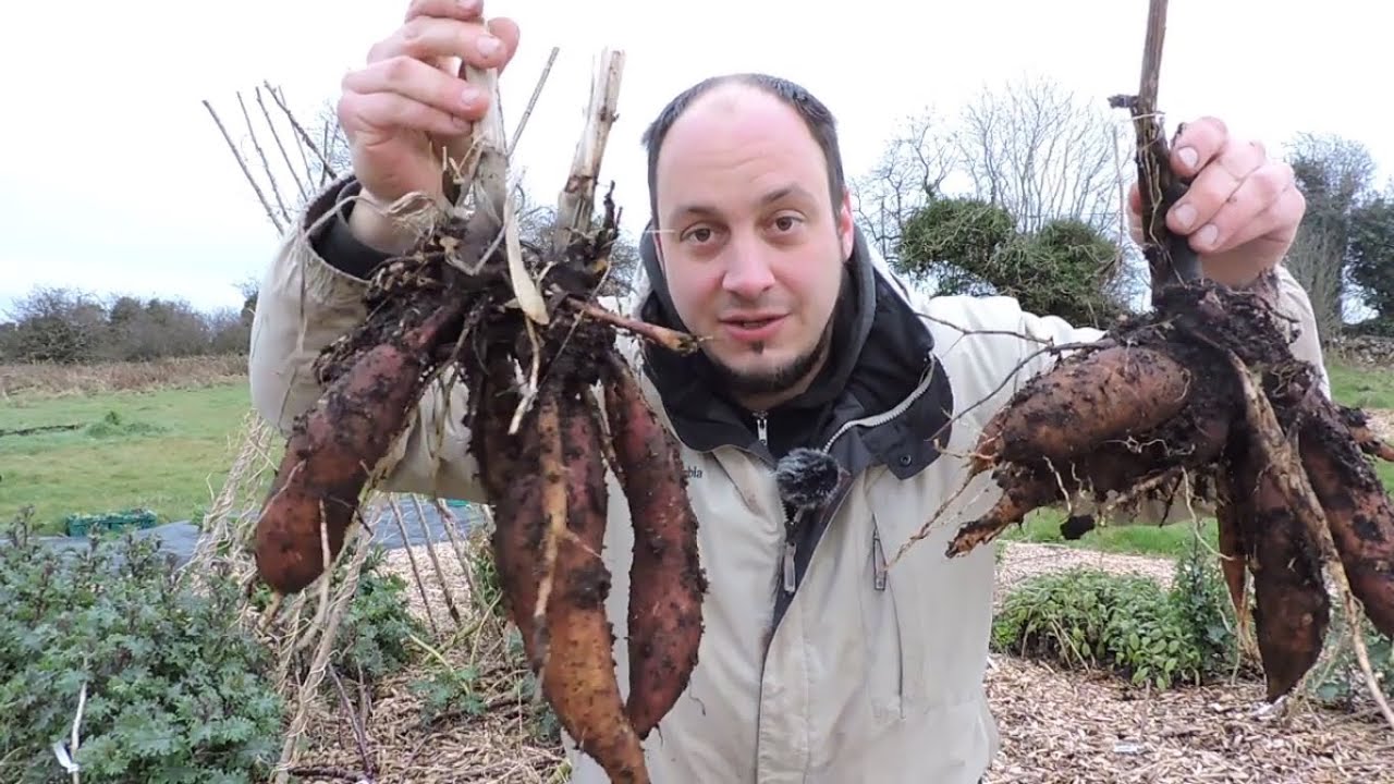 Growing and Harvesting an Unusual Vegetable - Yacon Tubers - YouTube