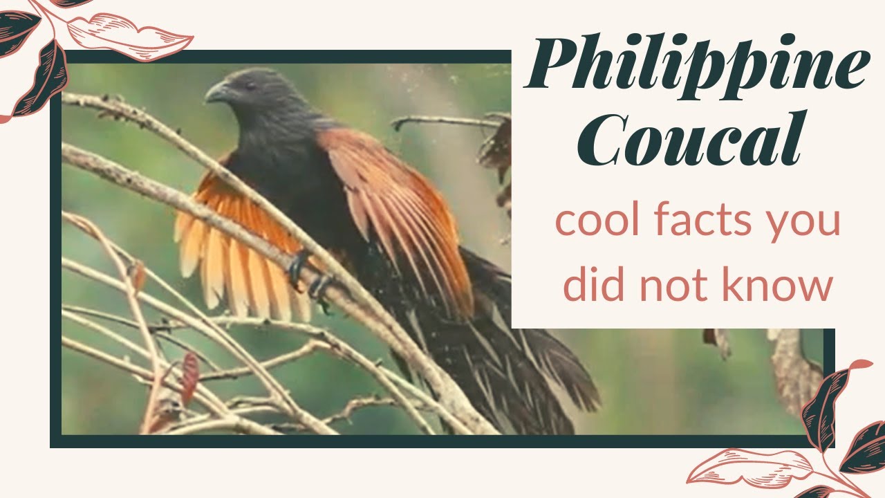 Philippine Coucal facts 🦜 species of cuckoo endemic to the Philippines ...