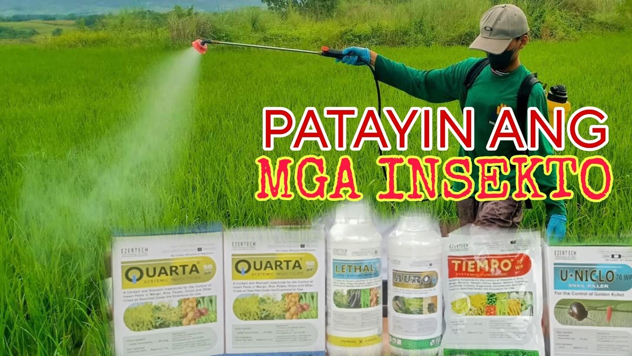 INSECTICIDE PARA SA PALAY, MAIS ,GULAY AT IBA PA | Ezertech Corporation ...