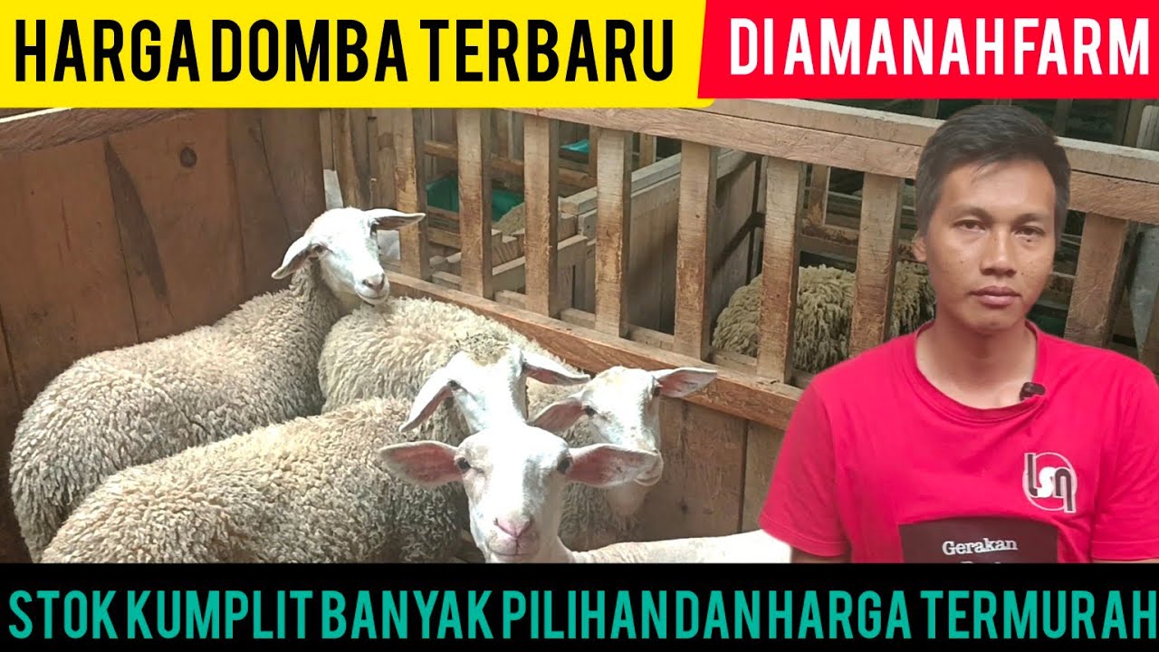 REVIEW HARGA KAMBING DOMBA MERINO DOMBOS TERBARU DI AMANAH FARM ...