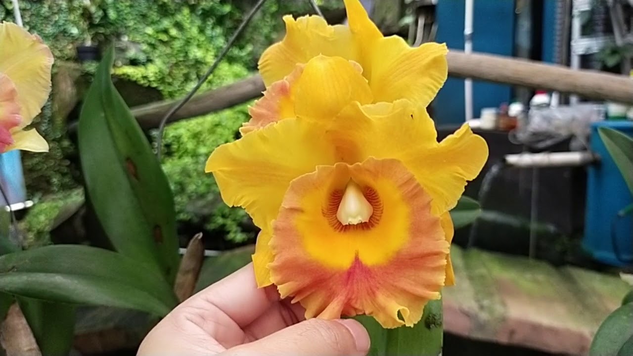 Cattleya Lady Gaga - YouTube