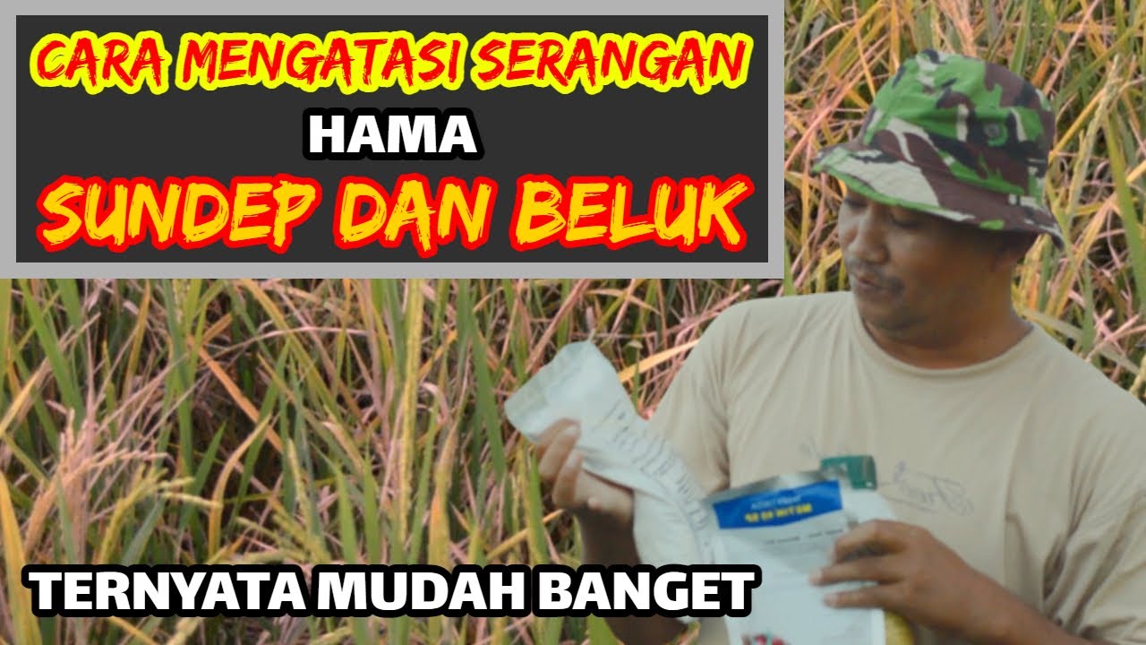 CARA PENGENDALIAN HAMA SUNDEP & BELUK PADA TANAMAN PADI (PENGGEREK ...