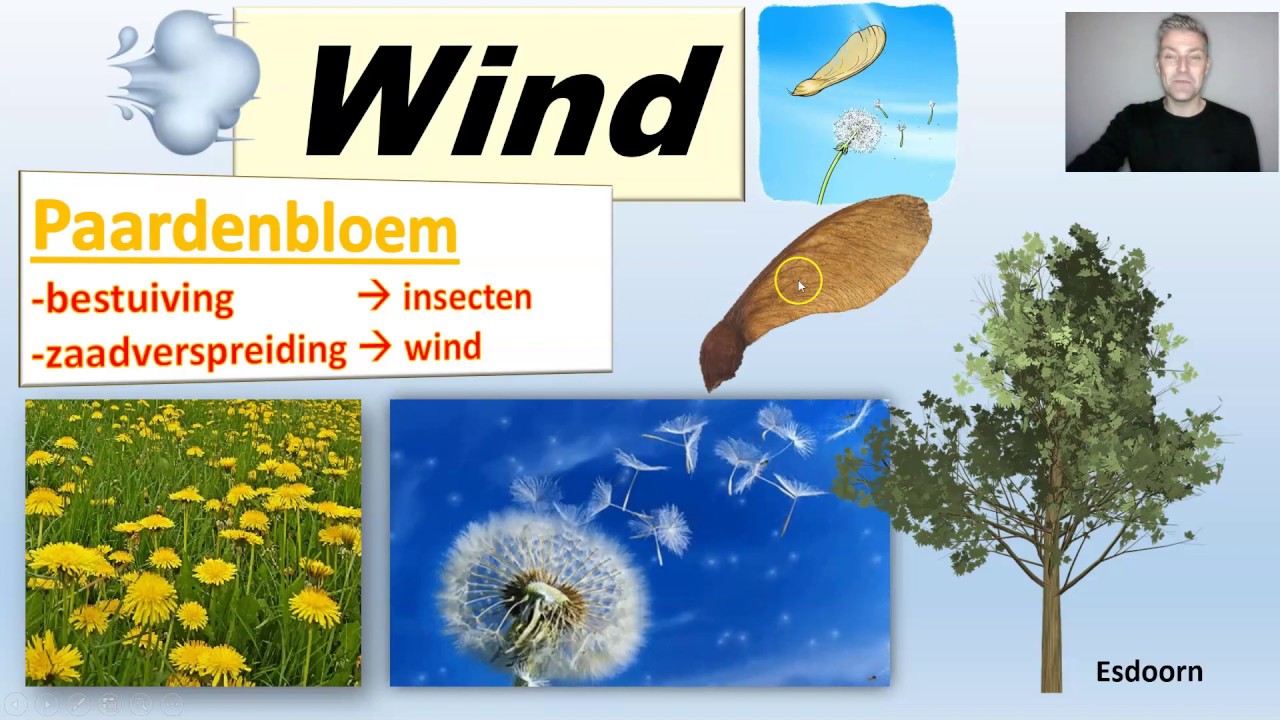 zaadverspreiding - Thema planten - video 4 van 4 BioDam - YouTube