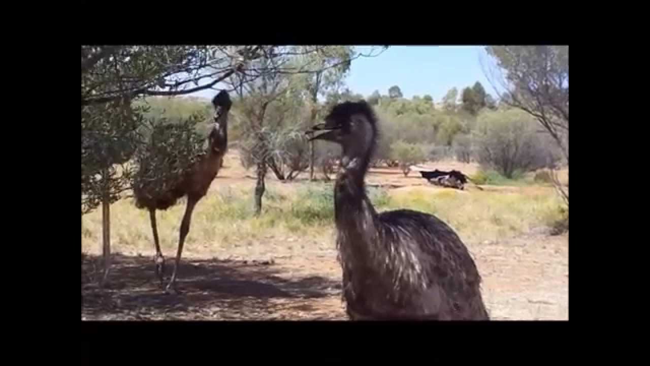 Introducing the Alice Springs Desert Park - YouTube