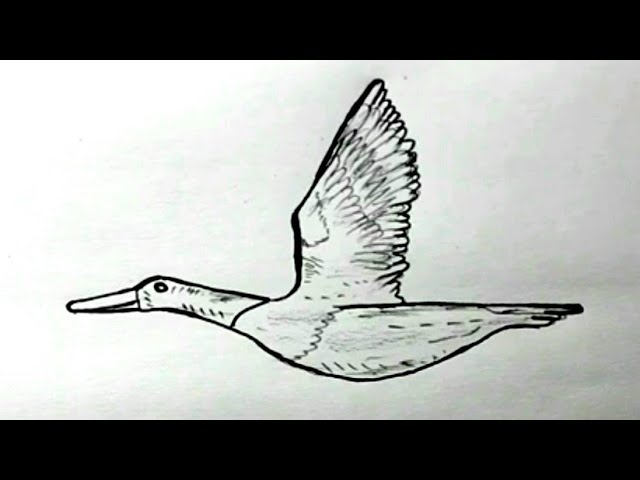 Flying Duck Drawings