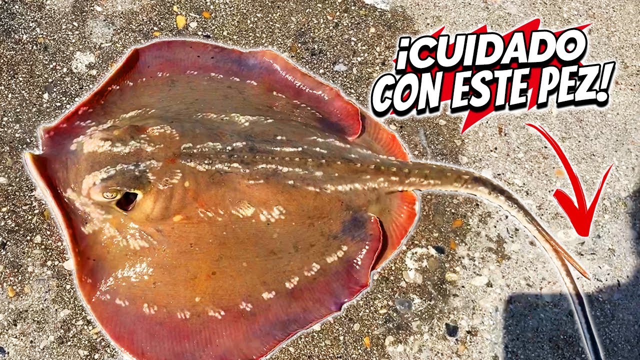 Pescamos una RAYA de Mar - YouTube