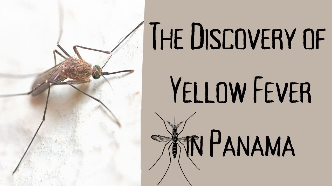 The Discovery of Yellow Fever in Panama - YouTube