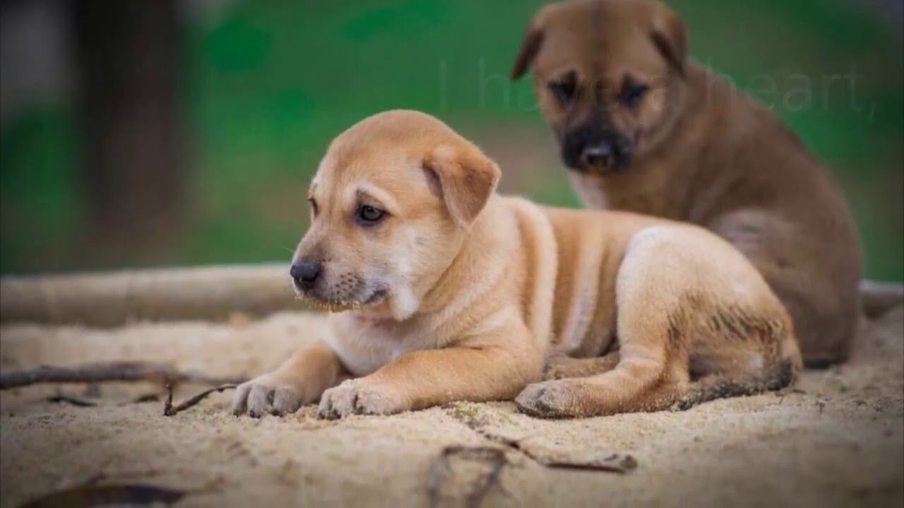 Dog: Pitiful dog : Aesthetic Appreciation 2736210-2015/2 - YouTube