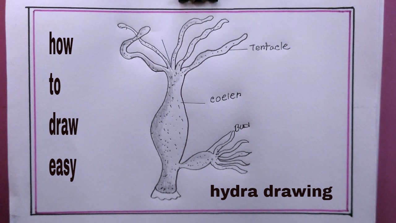 how to draw hydra easy/hydra drawing - YouTube