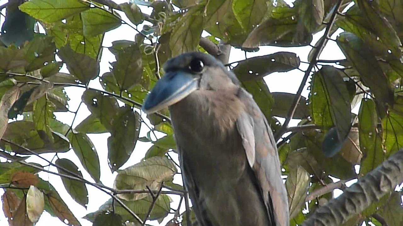 Cochlearius cochlearius (Boat-billed Heron - Garza pico de bote o ...