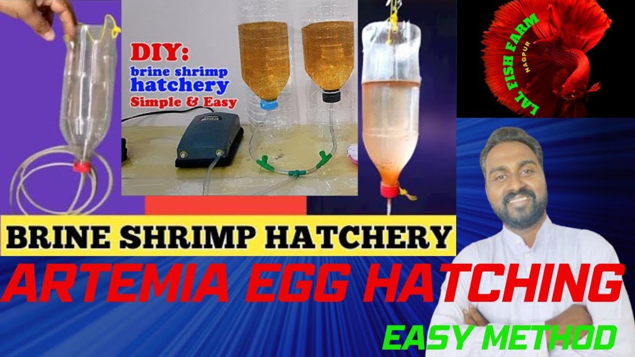 How to hatch artemia eggs / best live food for bettas /simple method ...