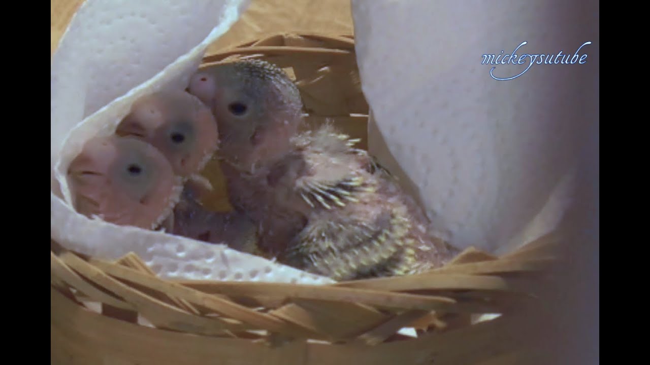 Hand Rearing Of Baby Parrots - YouTube