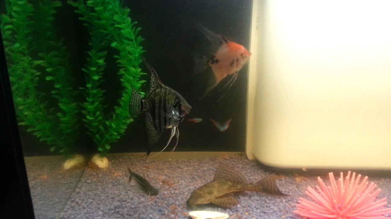 Mi acuario con tiburon pangasio - YouTube