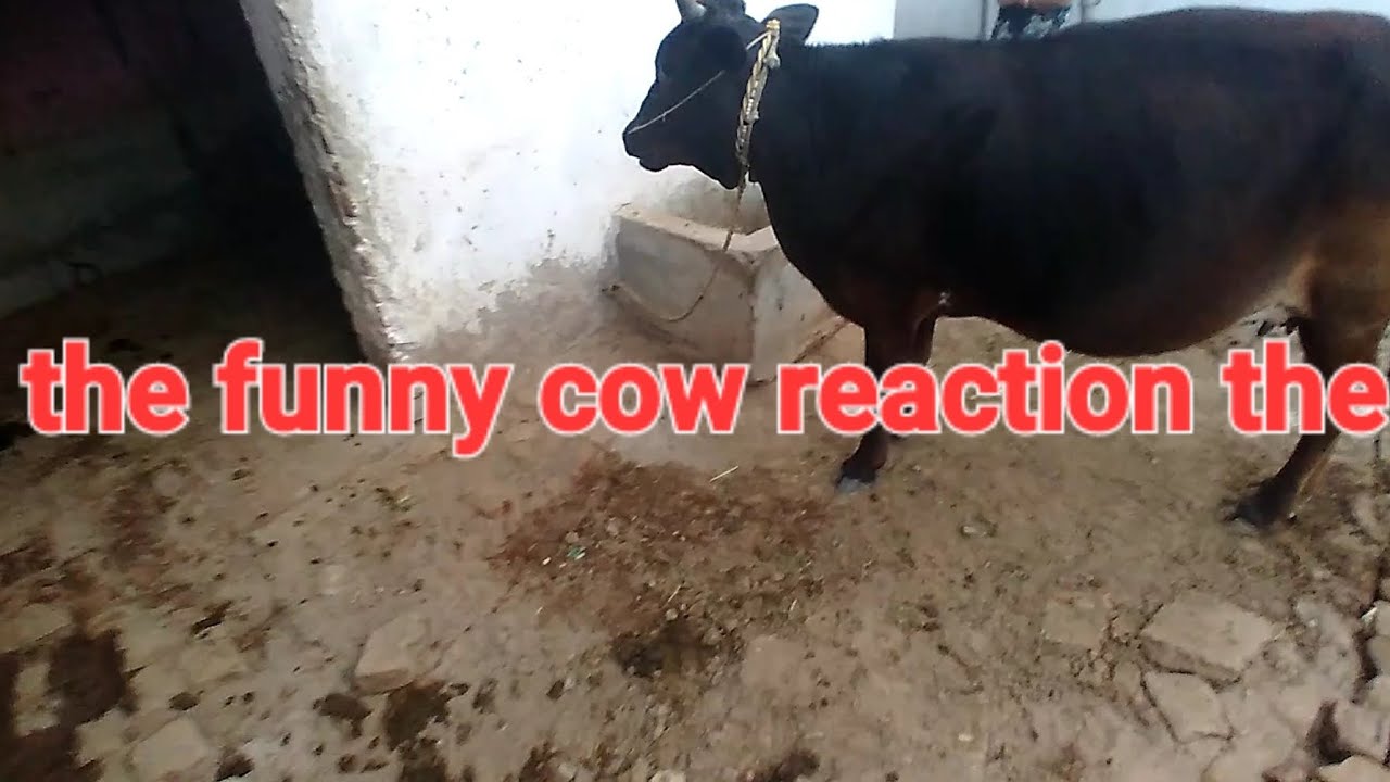 the funny cow reaction#Karunakar.tiwari7677 - YouTube