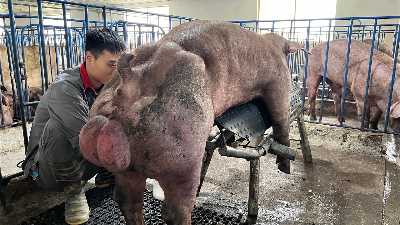 QUY TRÌNH SẢN XUẤT TINH HEO DUROC - MIND FARM - YouTube