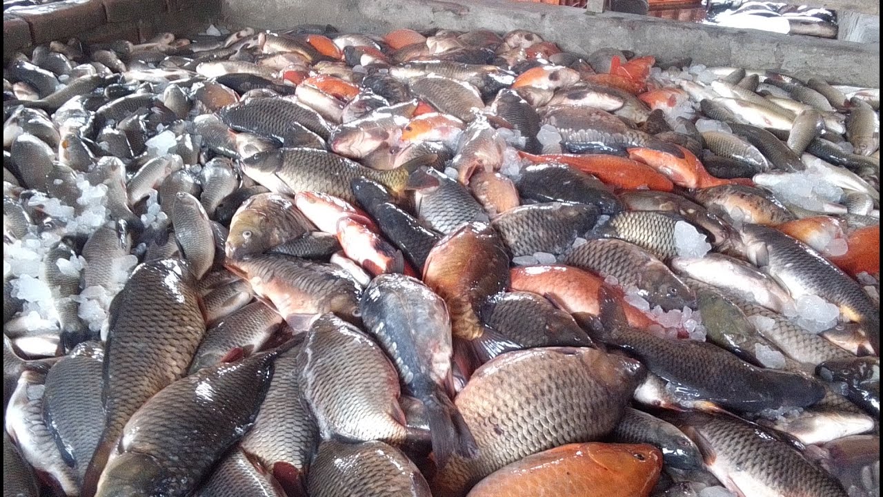 Big Fish Market In Satkhira | A Lot Of Big Fish Here - YouTube