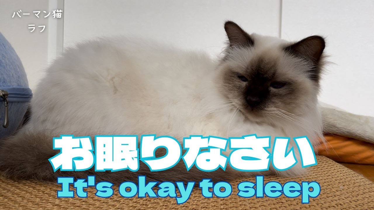 バーマン猫ラフ【お眠りなさい】It's okay to sleep（バーマン猫）Birman/Cat - YouTube