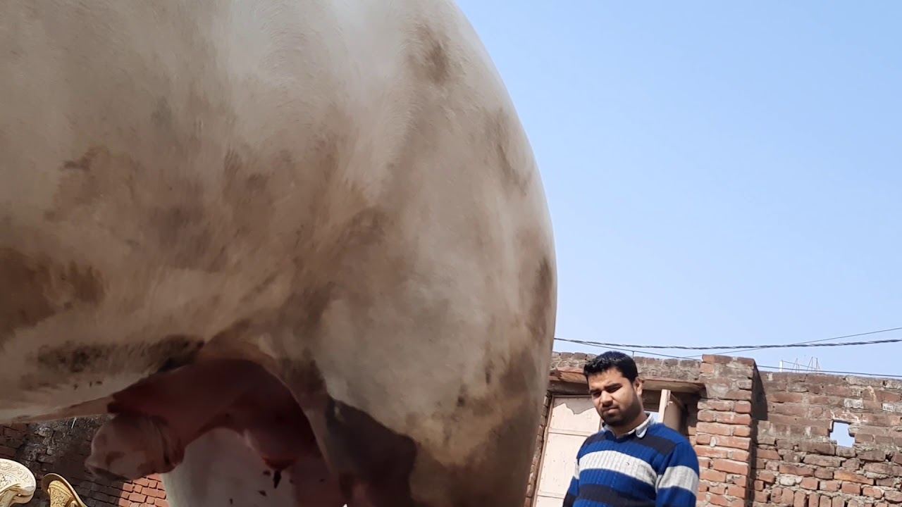 Just after Castration - YouTube