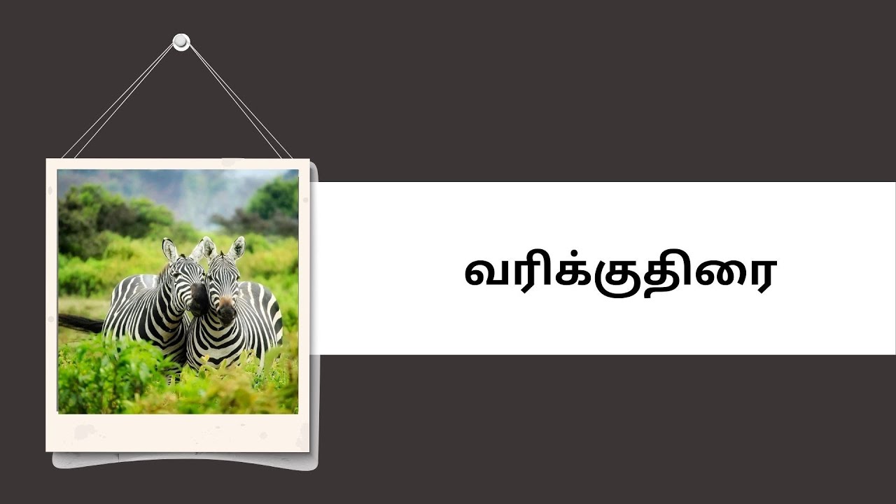 Tamil Bilingual Videos for kids- #4 வரிக்குதிரை(Zebra) - YouTube