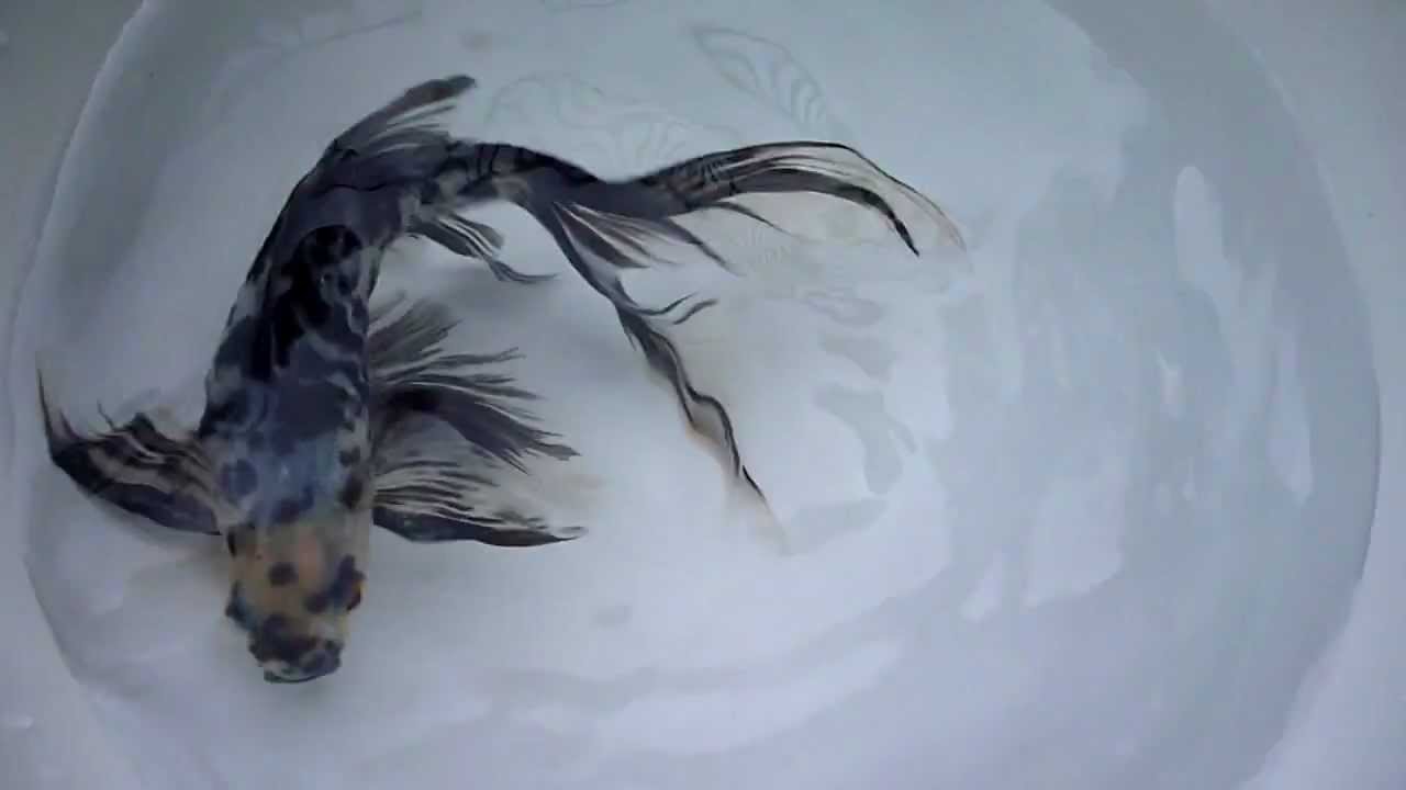 Blue Shubunkin Part4. - YouTube