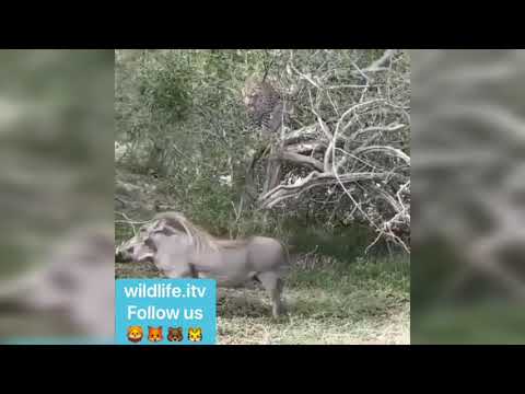 Buranın ağası benim oğlum in aşağıya.