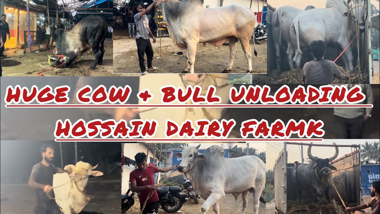 HUGE COW AND BULL UNLOADING AT HOSSAIN DAIRY FARMK||2025 COLLECTION ...