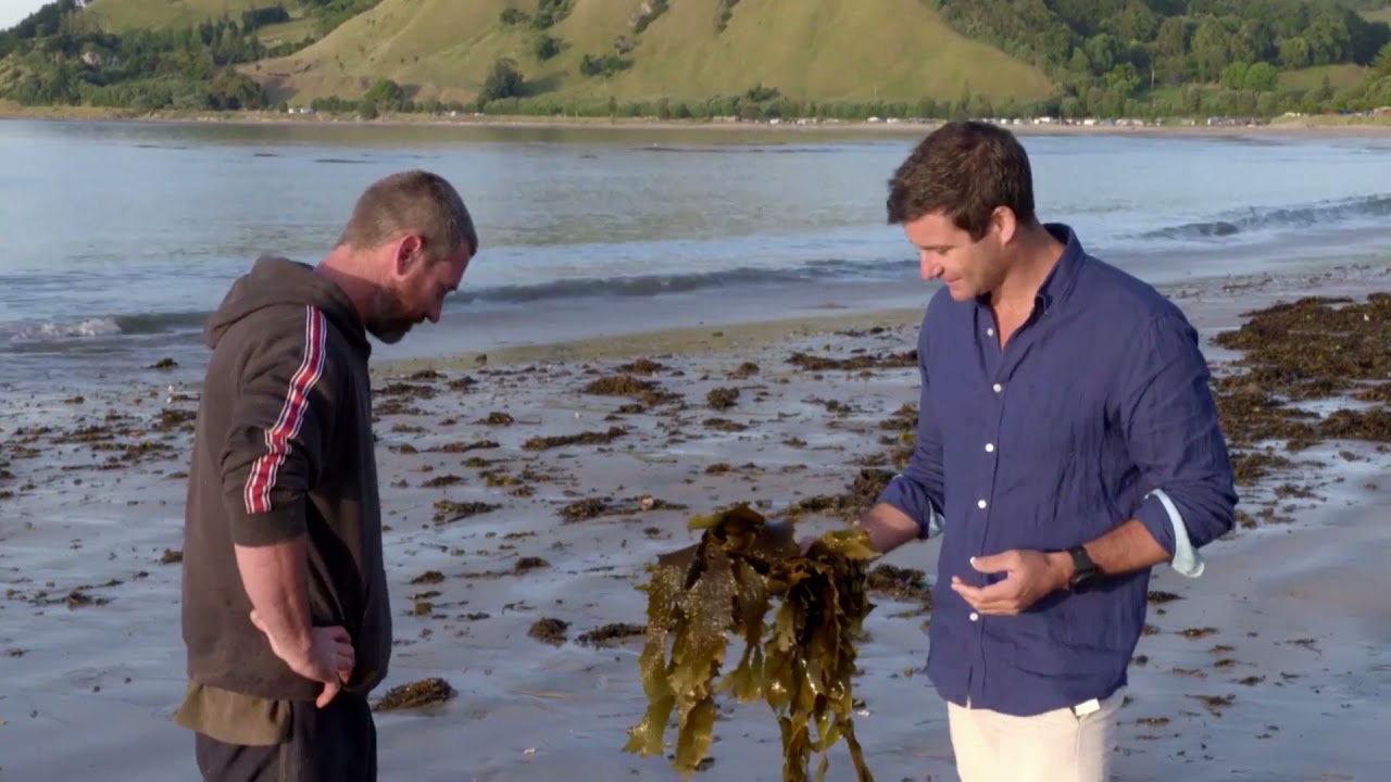 Fish of the day - Agrisea's Ross Gurau Harvesting seaweed - YouTube