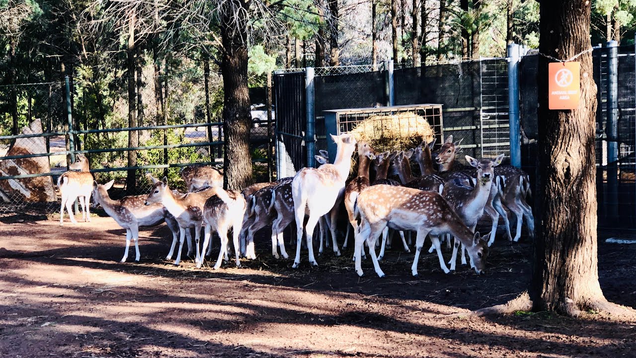 Group of deer 🦌 | புள்ளி மான் கூட்டம் | beautiful deer | Sydney zoo ...