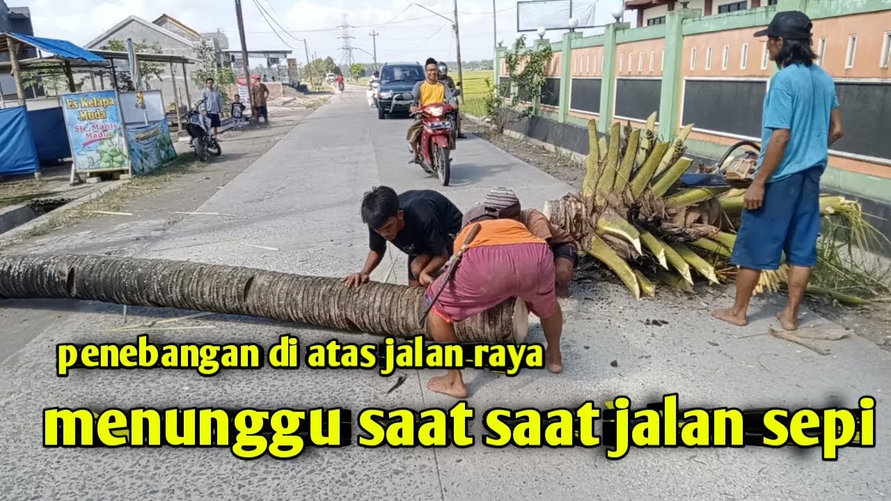 Penebangan dua pohon klapa, di atas kabel kabel, dan menjulur ke tengah ...