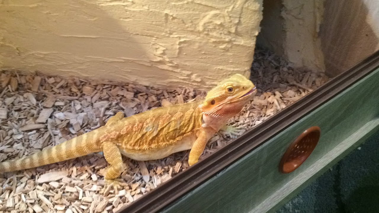 Agama brodata terrarium - opis - YouTube