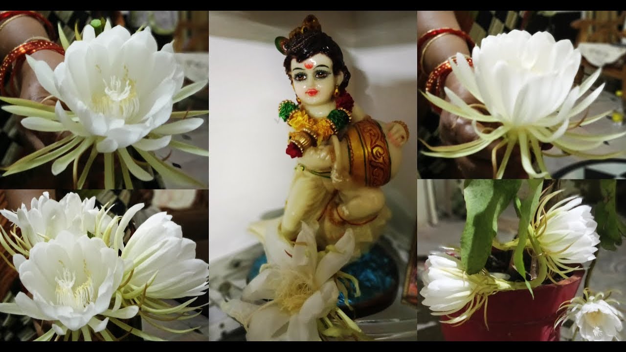 Brahma kamalam flower blooms in Hyderabad || My Home Garden part-9 ...