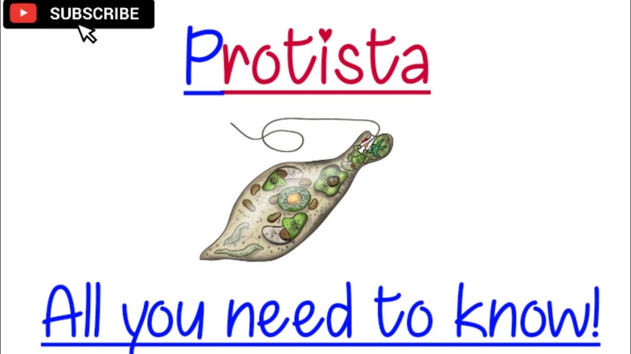 Protista|Microorganisms|Grade 11 |Biology - YouTube