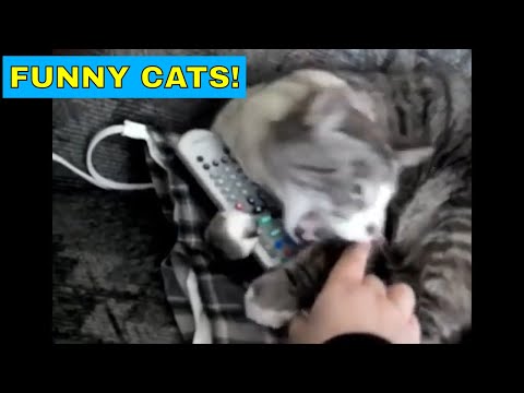 Cats being jerks