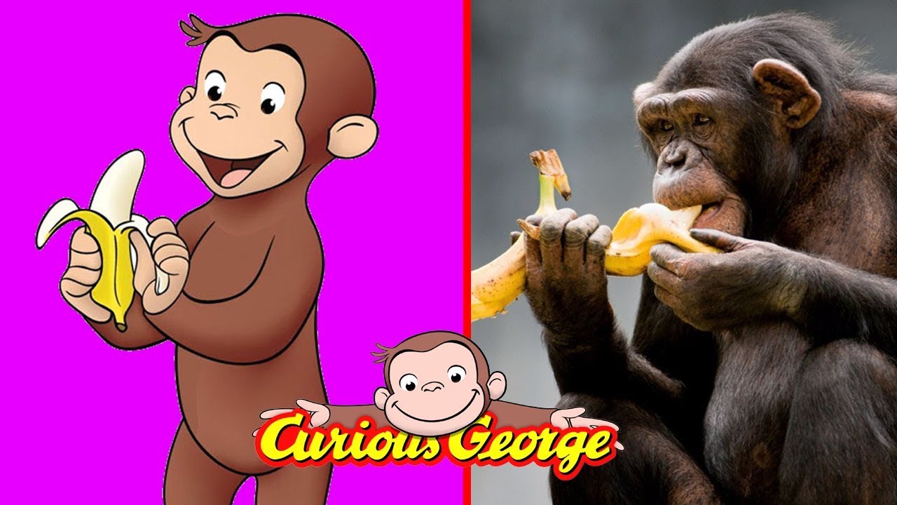 Curious George in Real Life_Cartoon Discoveries - YouTube