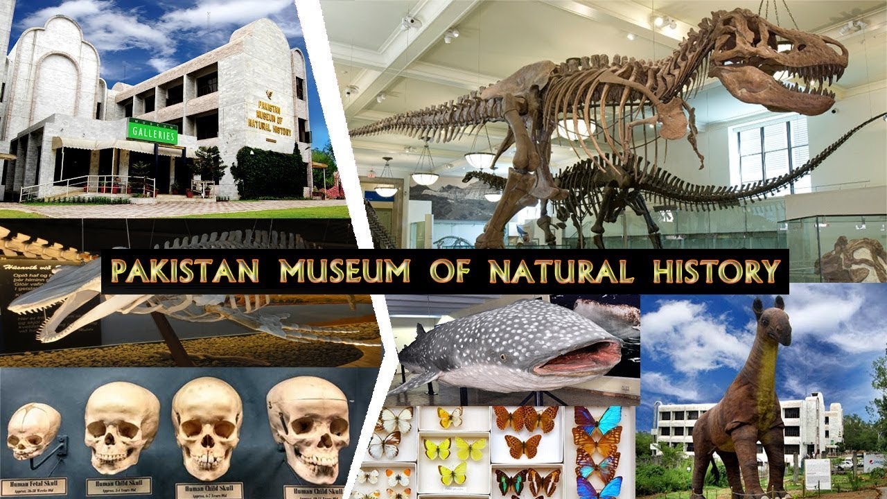 Pakistan Museum of Natural History (PMNH) | Shakarparian | Islamabad ...