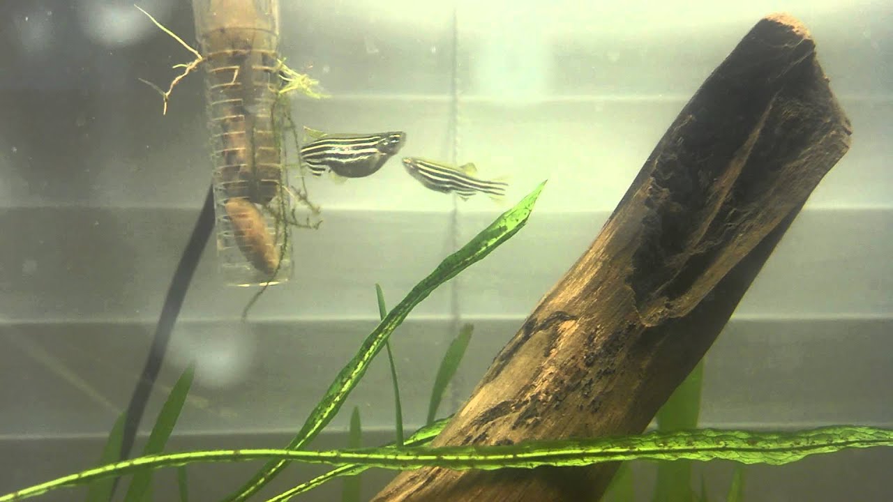 Zebra Danios In My Planted Tank YouTube zebra-danios-in-my-planted-tank-youtube