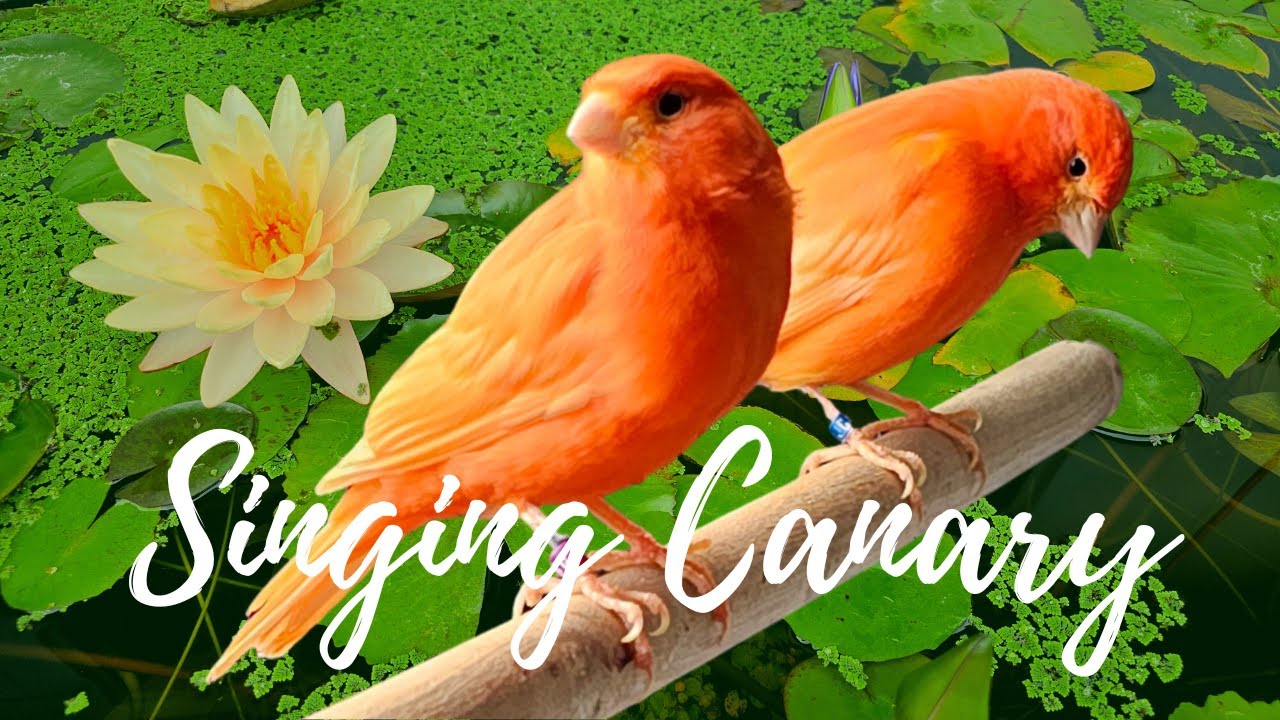 Canary Singing Video | Canary Training Video 5 minutes | Hawaiian ...
