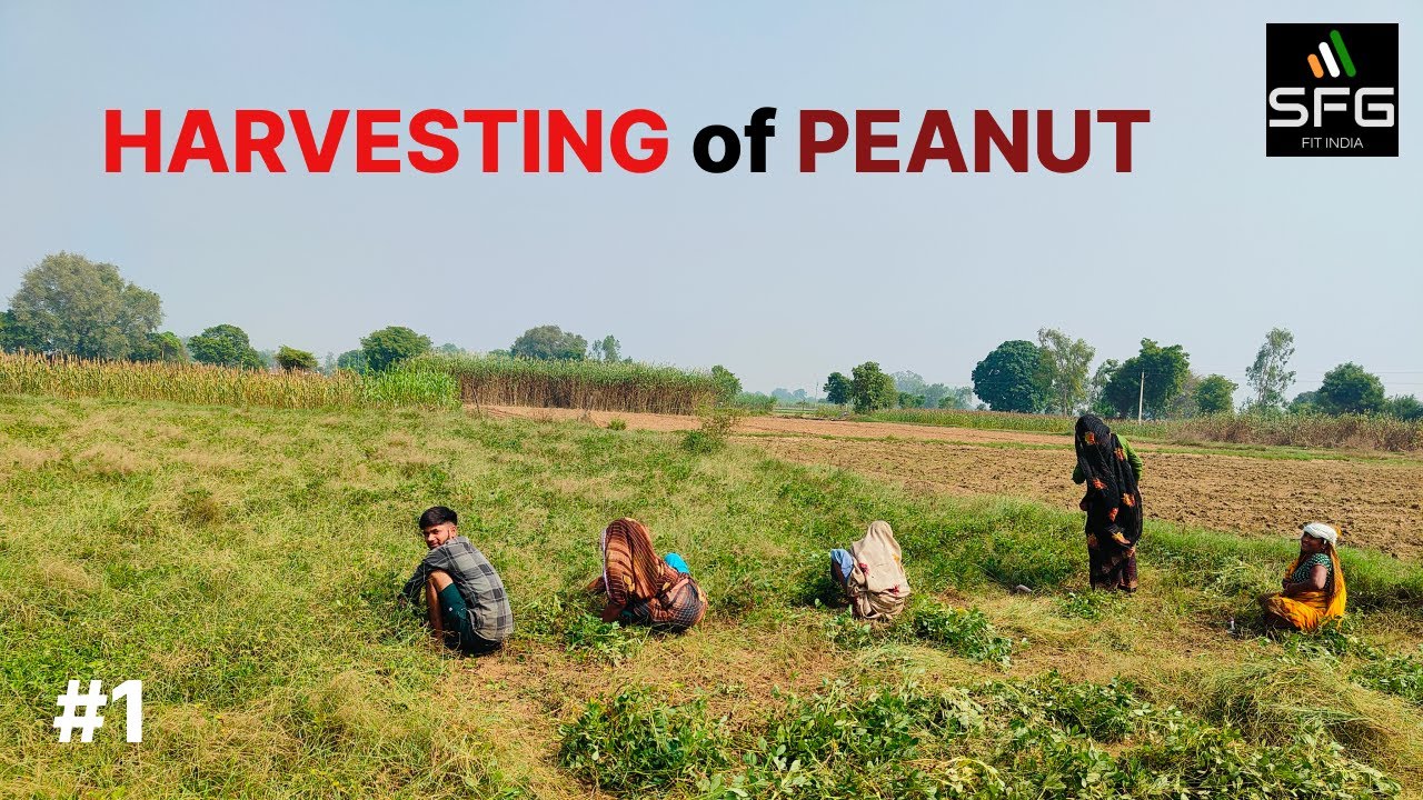 Peanut Harvesting | Peanut Farming | Groundnut Farming | Organic Kheti ...