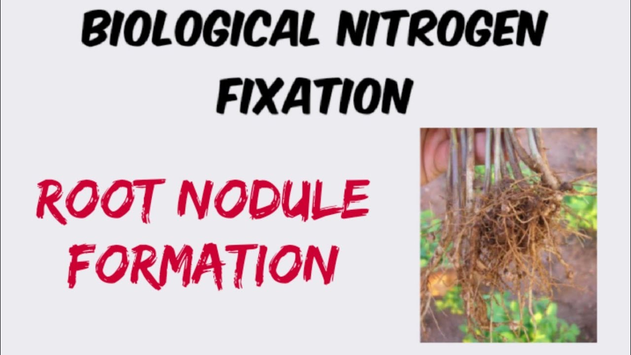 Root Nodule Formation| BNF | Nitrogen Metabolism - YouTube